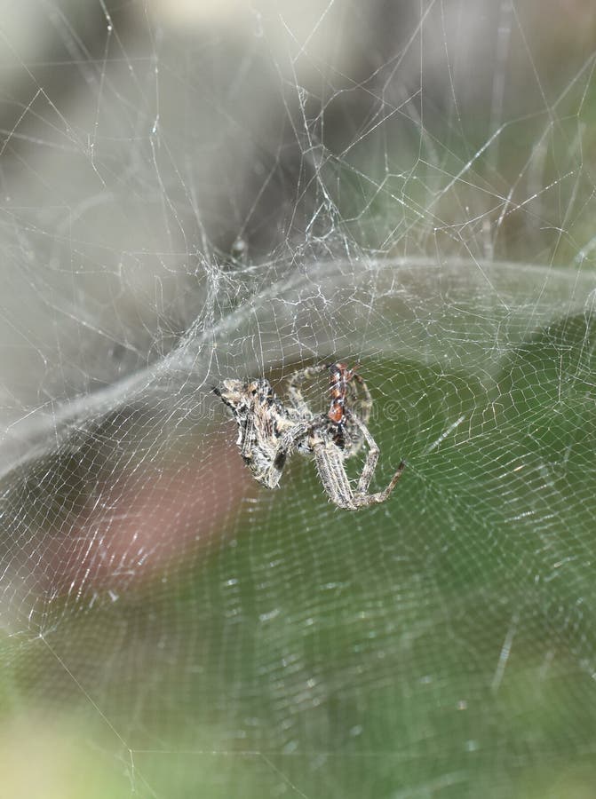 Cyrtophora Citricola Spider in Its Web with Prey Stock Image - Image of ...