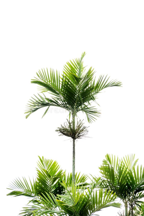 298 Renda Tree Stock Photos - Free & Royalty-Free Stock Photos from ...