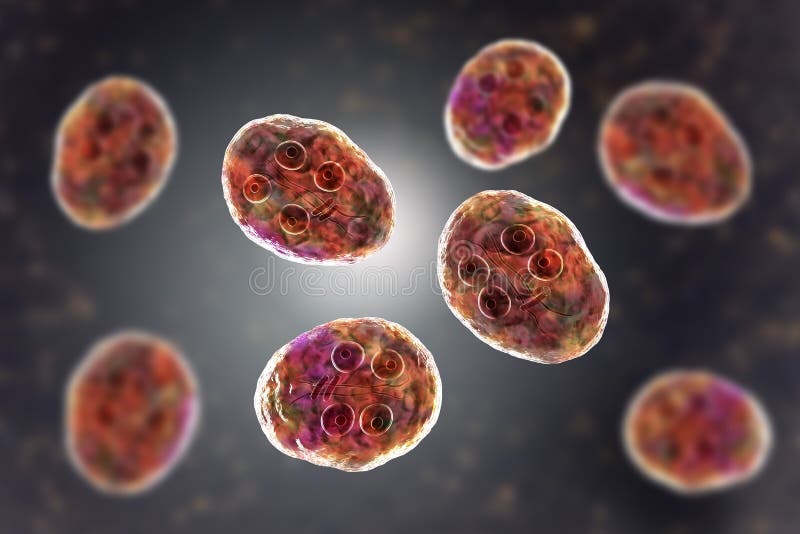 Cysta Av Giardiaintestinalisprotozo Stock Illustrationer - Illustration ...