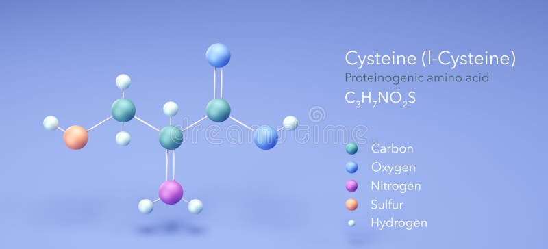 Cysteine, Proteinogenic Amino Acid, Molecular Structures, 3d Model ...