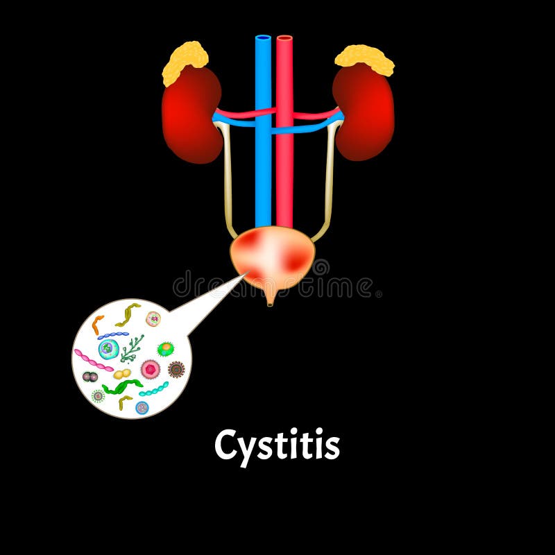 The Structure of the Kidneys and Bladder. Excretory System ...