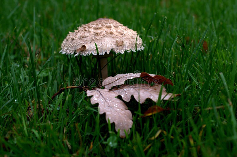 Cystolepiota stock image. Image of color, nature, autumn - 47851473