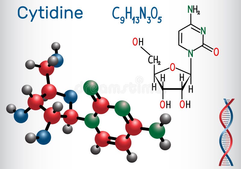 Cytidine - Pyrimidine Nucleoside Molecule, is Important Part of Stock ...