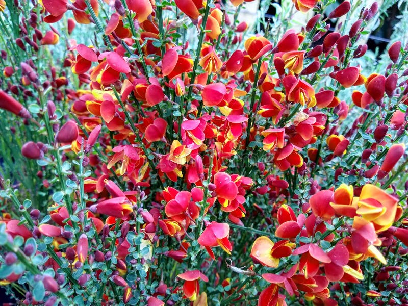 Cytisus Lena stock image. Image of blossom, flower - 195328237