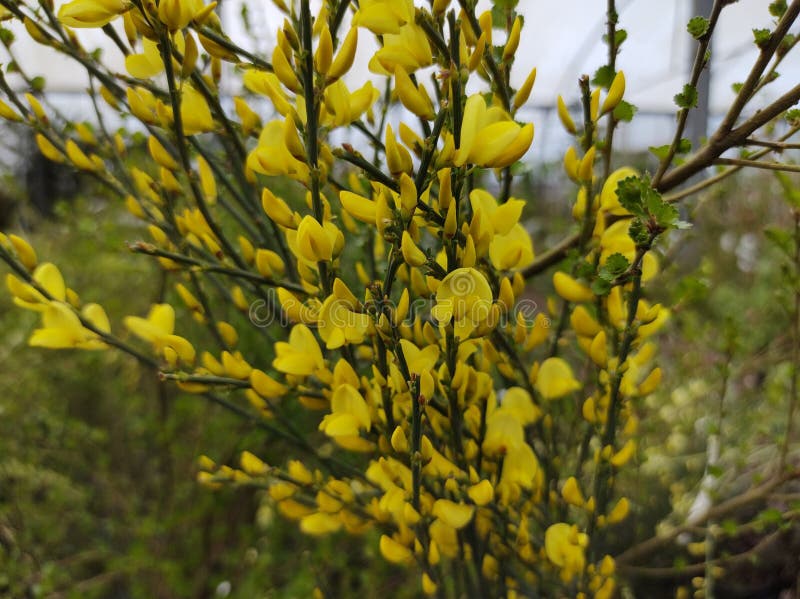 Allgold Blooms Stock Photos - Free & Royalty-Free Stock Photos from ...