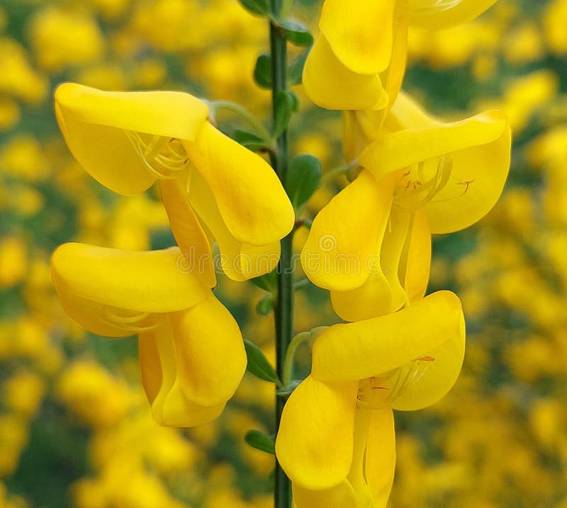Cytisus Scoparius, the Common Broom Stock Photo - Image of sarothamnus ... Cytisus Scoparius, the Common Broom Stock Photo - Image of sarothamnus ...
