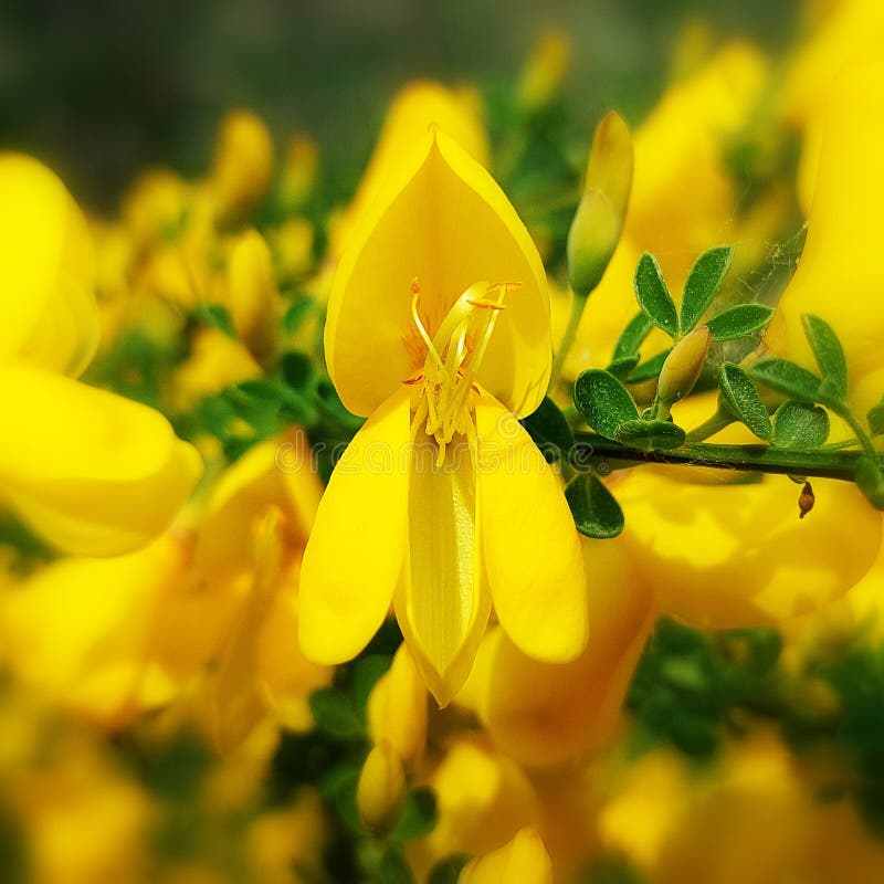 Scotch Broom (Cytisus Scoparius) Stock Image - Image of flowering ... Scotch Broom (Cytisus Scoparius) Stock Image - Image of flowering ...