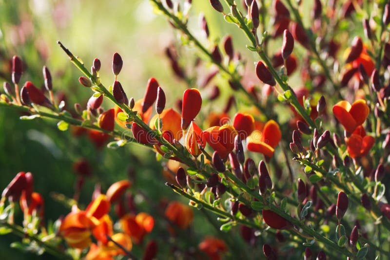 Cytisus Scoparius Spring Blooming Bush Stock Photo - Image of nectar ... Cytisus Scoparius Spring Blooming Bush Stock Photo - Image of nectar ...