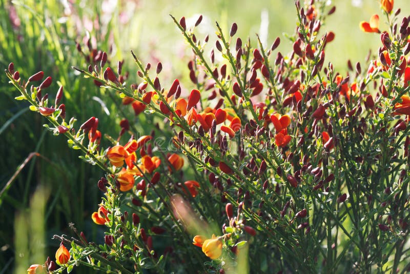 Cytisus Scoparius Spring Blooming Bush Stock Image - Image of herbal ... Cytisus Scoparius Spring Blooming Bush Stock Image - Image of herbal ...