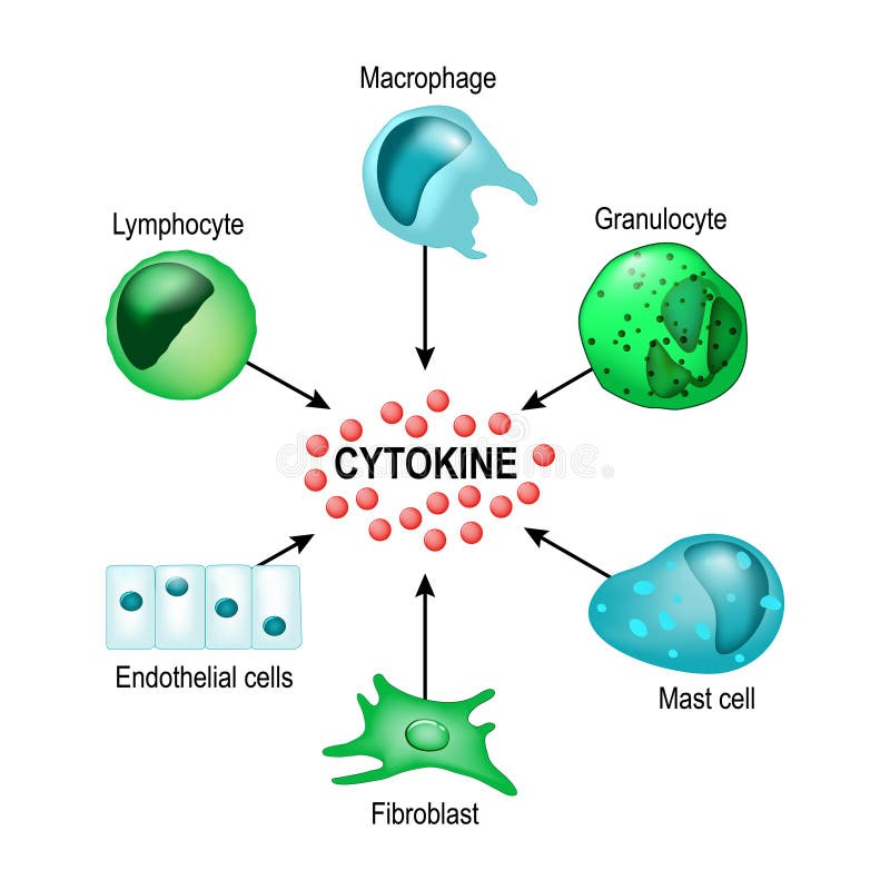 Cytokine. Vector concept stock vector. Illustration of chemokine - 97282215 Cytokine. Vector concept stock vector. Illustration of chemokine - 97282215