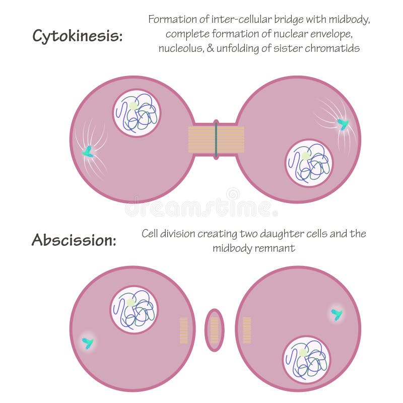 Cytokinesis Stock Illustrations – 641 Cytokinesis Stock Illustrations ...