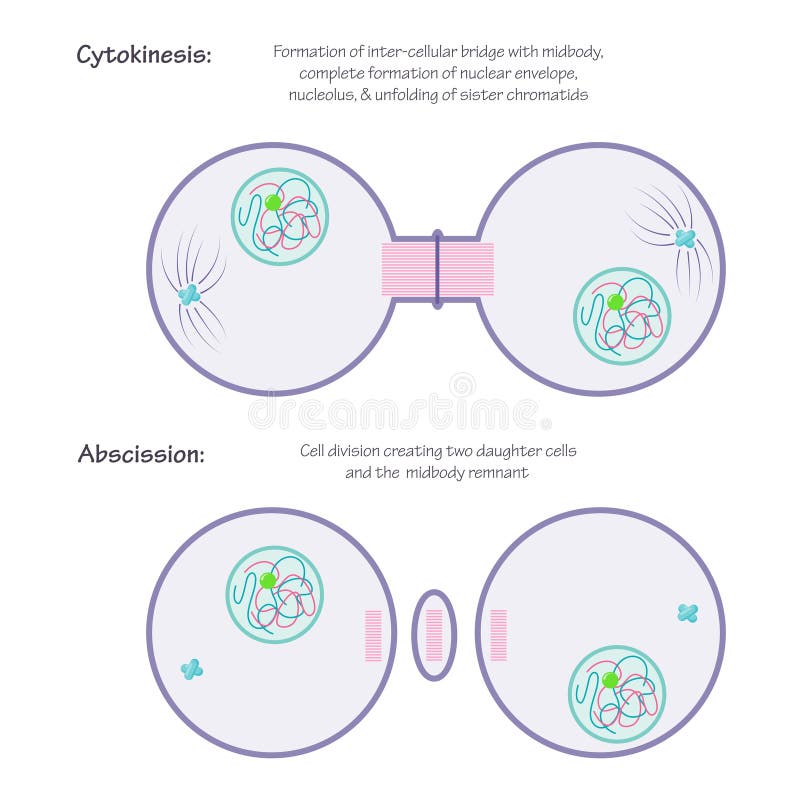 Cytokinesis and Abscission Phases of Mitosis Stock Vector ...