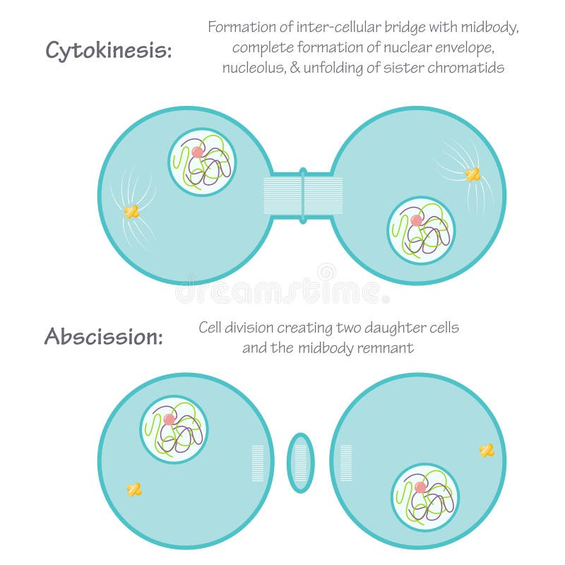 Cytokinesis and Abscission Phases of Mitosis Stock Vector - Illustration of label, text: 364304830