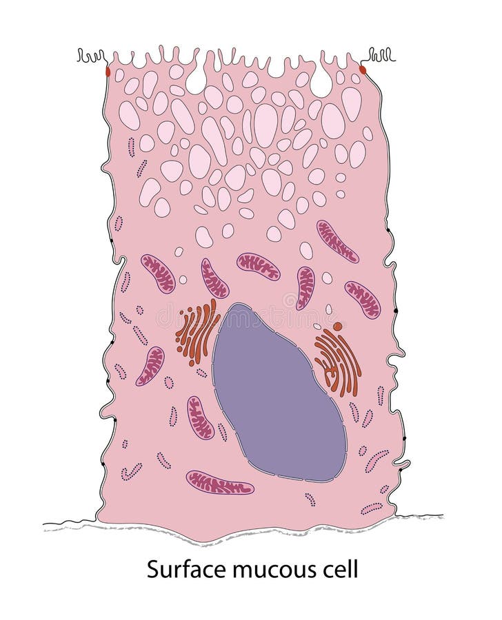 Diagram of Surface Mucous Cell from the Bat Stomach Stock Illustration ...