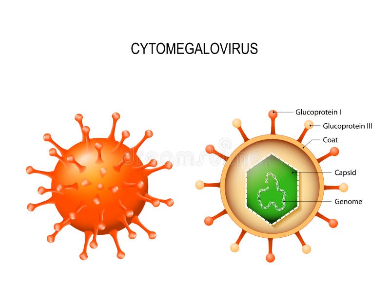 Cytomegalovirus. Structure of the Virion Stock Vector - Illustration of ...
