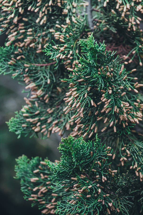 Cytopus Branch Stock Photos - Free & Royalty-Free Stock Photos from ...