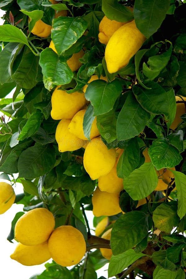 Kwiat Cytryna - Kolor żółty Zdjęcie Stock - Obraz złożonej z ...