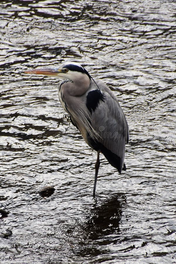 Czapla obraz stock. Obraz złożonej z kolonia, zimowanie - 104274733