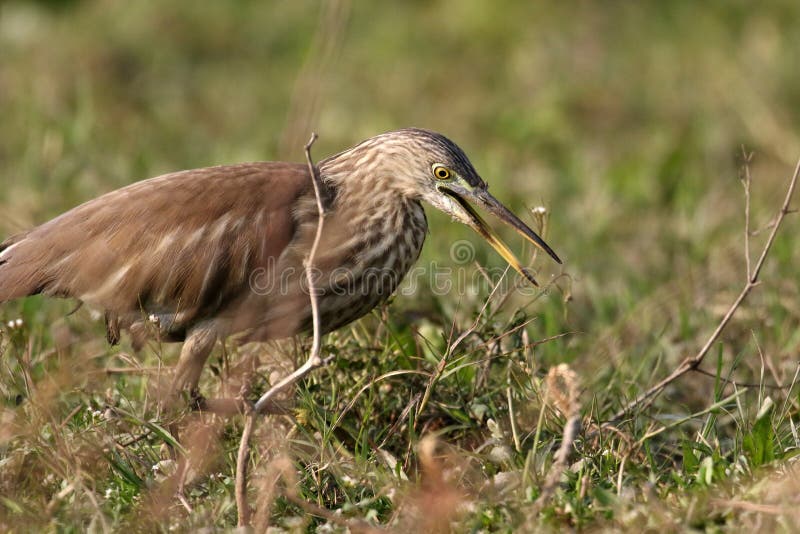 Czapla obraz stock. Obraz złożonej z czapla, koronowany - 108258037