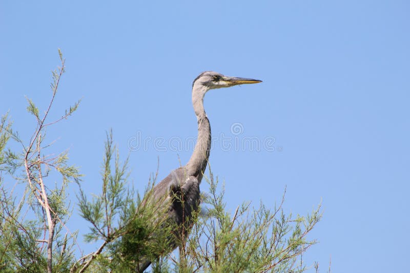 Czapla zdjęcie stock. Obraz złożonej z rezerwa, park - 122038840