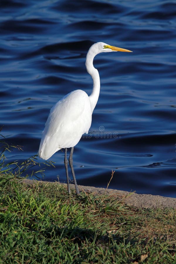 Czapla obraz stock. Obraz złożonej z oceany, plenerowy - 16185739