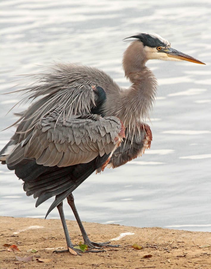 Czapla obraz stock. Obraz złożonej z oceany, plenerowy - 16185739