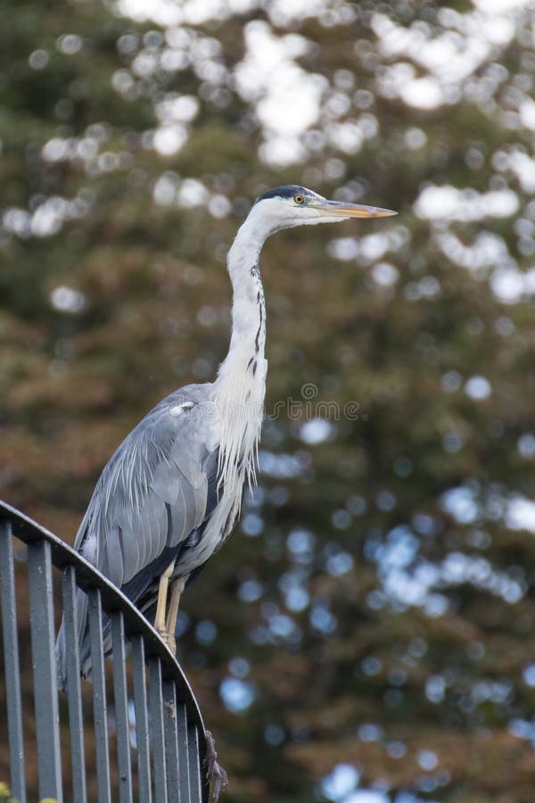 Czapla pospolita zdjęcie stock. Obraz złożonej z charcica - 158970866