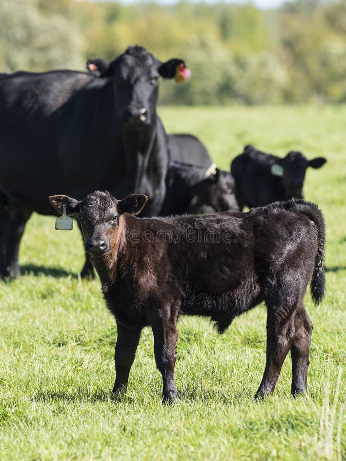 Czarna Angus łydka i krowa zdjęcie stock. Obraz złożonej z krowy - 83166998