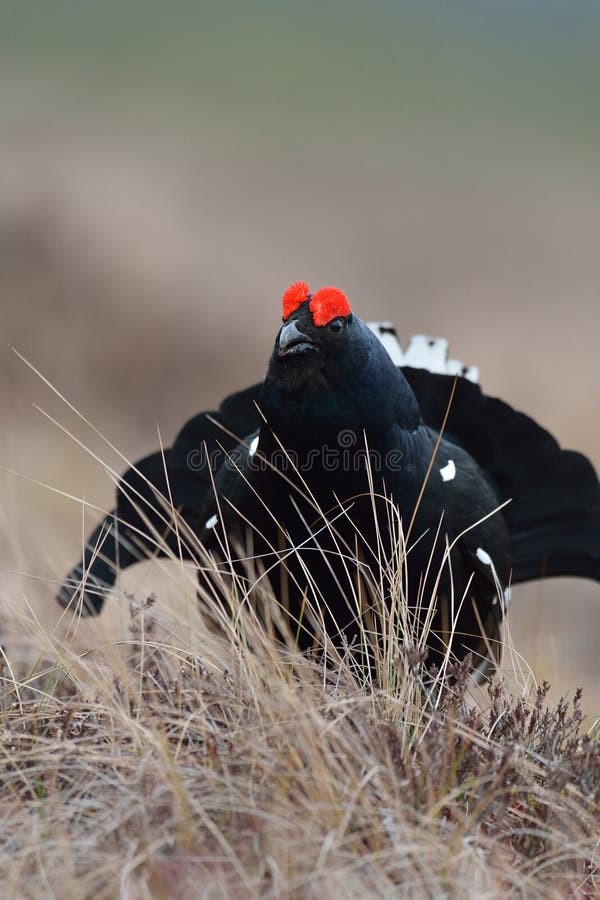 Czarna pardwa obraz stock. Obraz złożonej z zbliżenie - 53221131