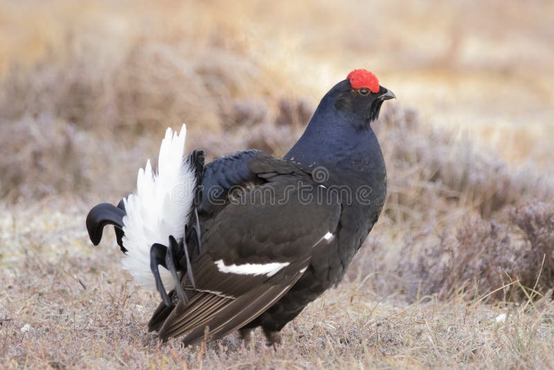 Czarna Pardwa, Samiec, Kobieta, Przy Lek Zdjęcie Stock - Obraz złożonej ...