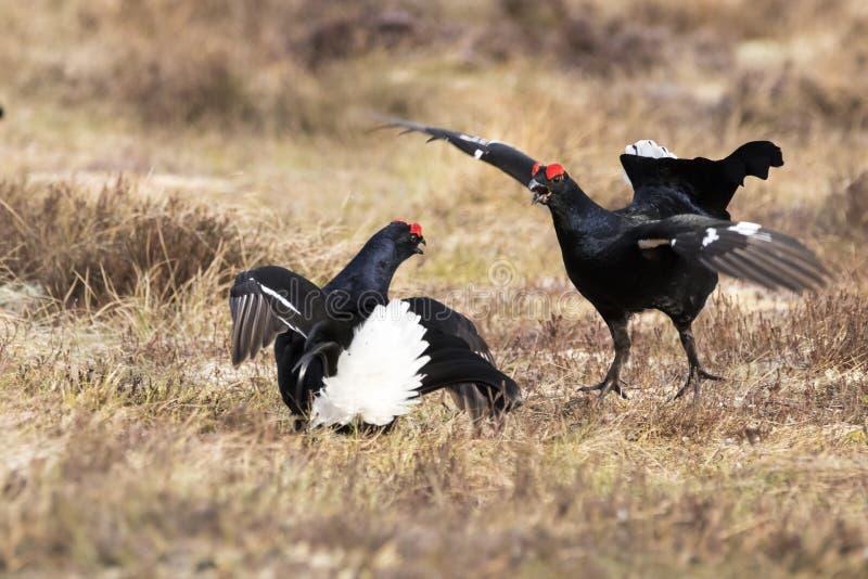 Czarna Pardwa, Samiec, Kobieta, Przy Lek Zdjęcie Stock - Obraz złożonej ...