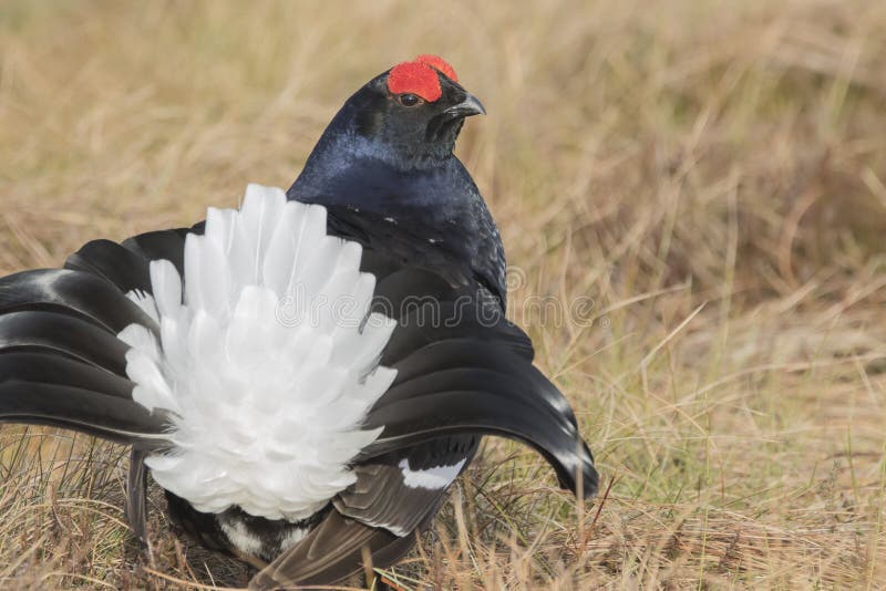 Czarna Pardwa, Samiec, Kobieta, Przy Lek Zdjęcie Stock - Obraz złożonej ...