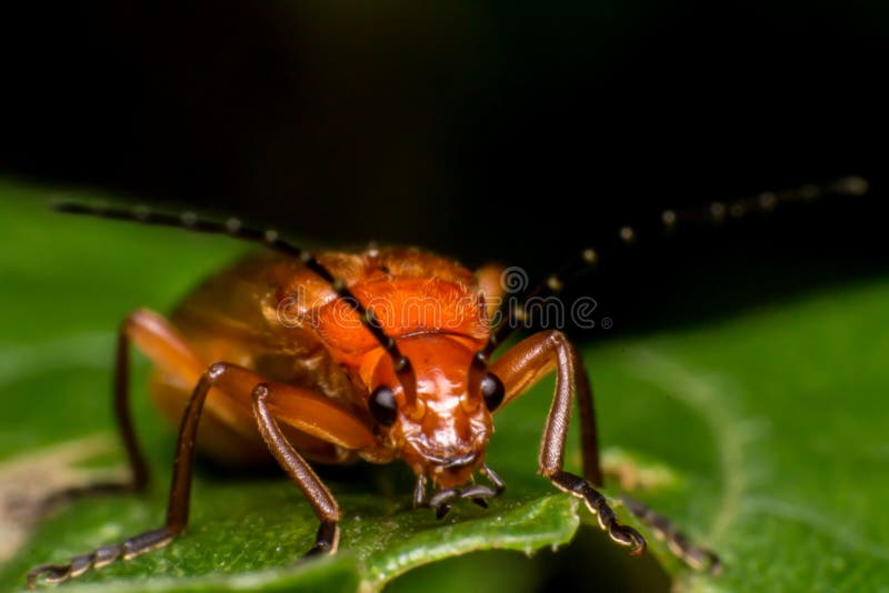 Czerwony Robaki Zdjęcia Stock - Pobierz 51 Zdjęcia Royalty Free