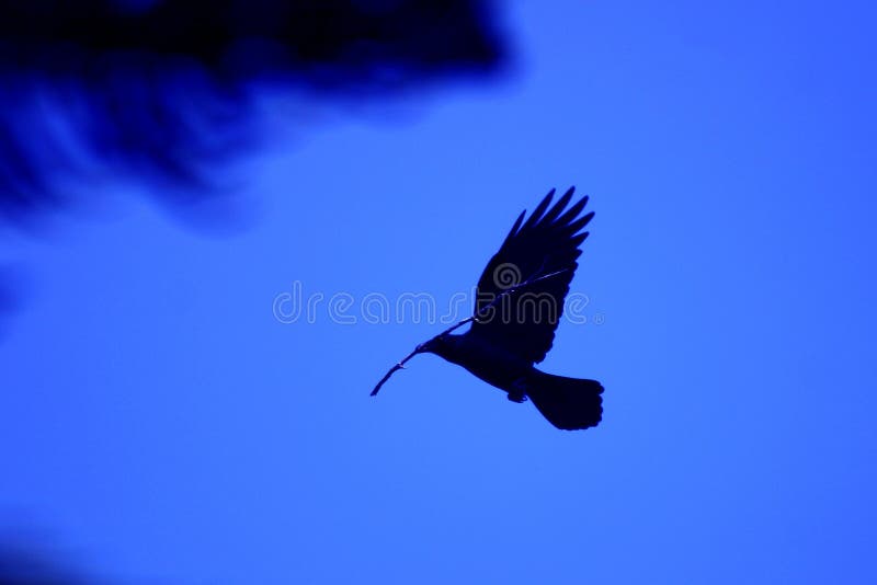 Czarna wrona obraz stock. Obraz złożonej z cory, ptak - 1016807