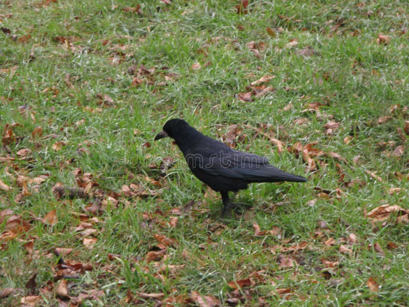 Czarna Wrona Obrazy Stockowe - Pobierz 1,018 Zdjęcia Royalty Free
