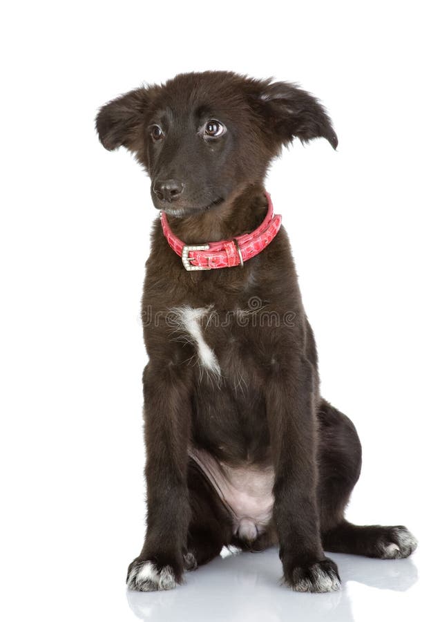 316,820 Czarny Pies Zdjęcia - Bezpłatne i z licenncją Royalty-Free ...