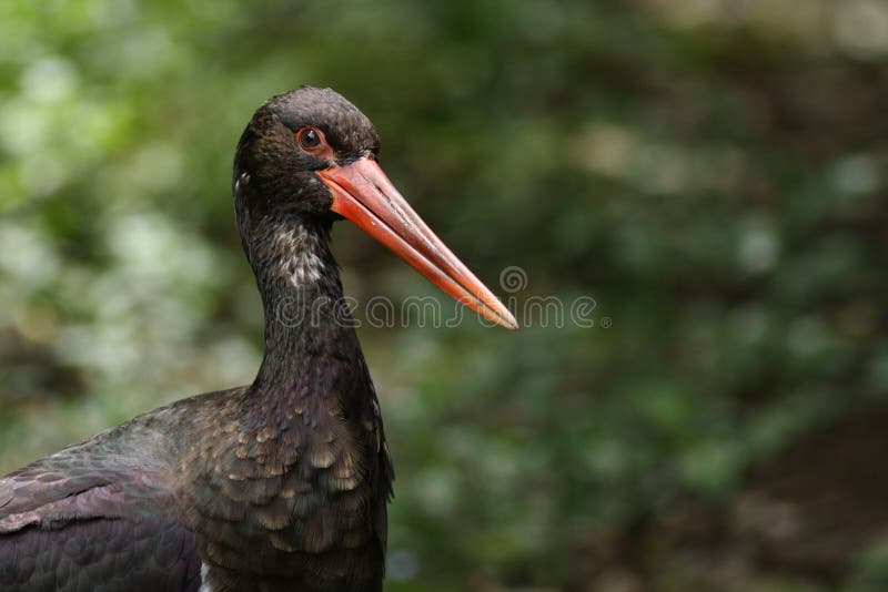 Czarny bocian zdjęcie stock. Obraz złożonej z greenbacks - 16597660