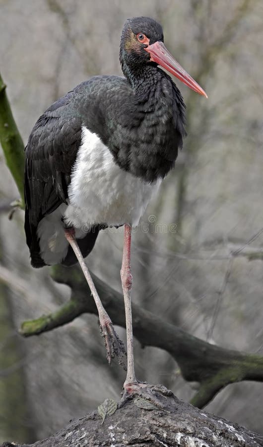 Czarny 1 bocian obraz stock. Obraz złożonej z bocian, czarny - 1117167