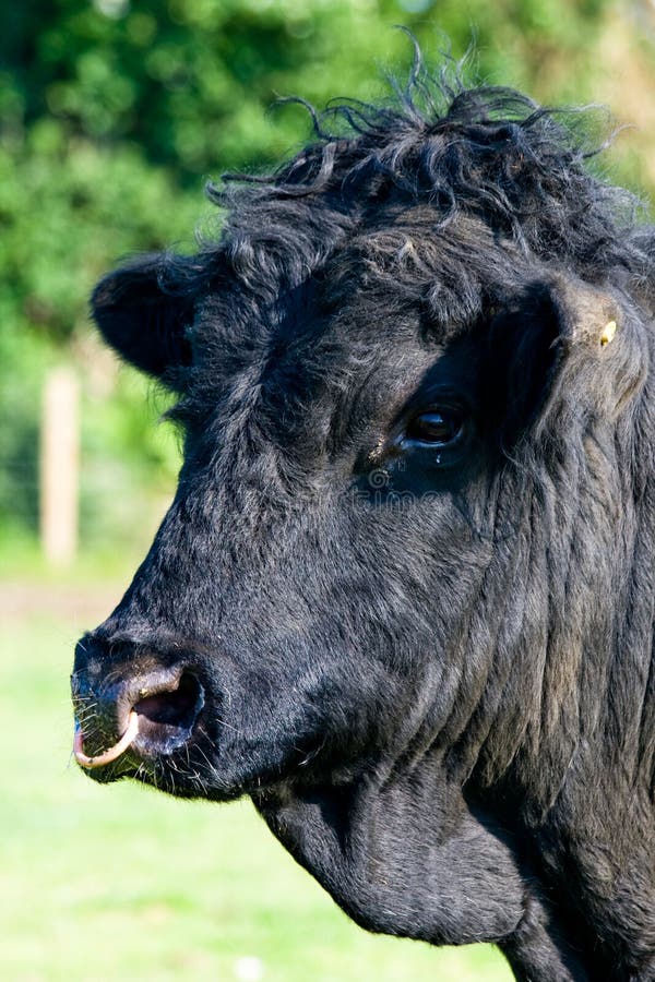 Czarny Byk W Camargue Francja Obraz Stock - Obraz złożonej z usta ...