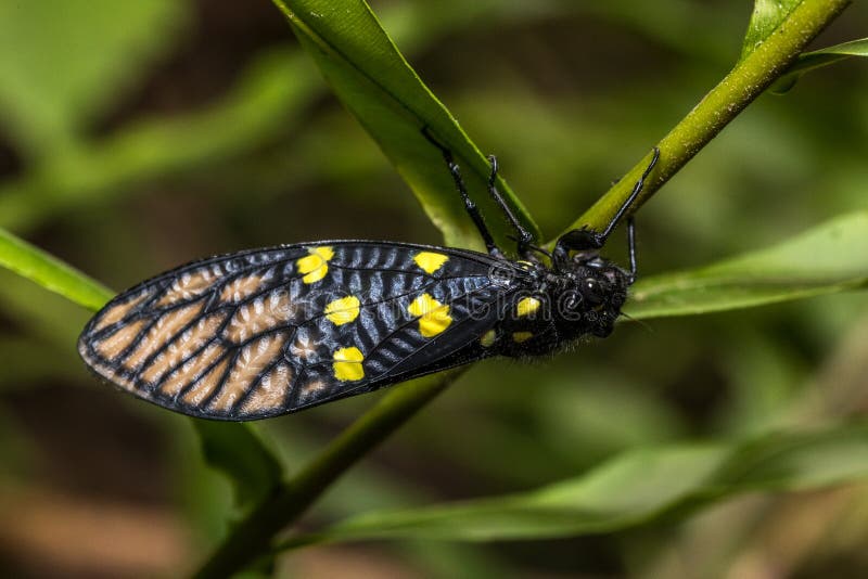 Czarna cykada zdjęcie stock. Obraz złożonej z insekt - 35612368