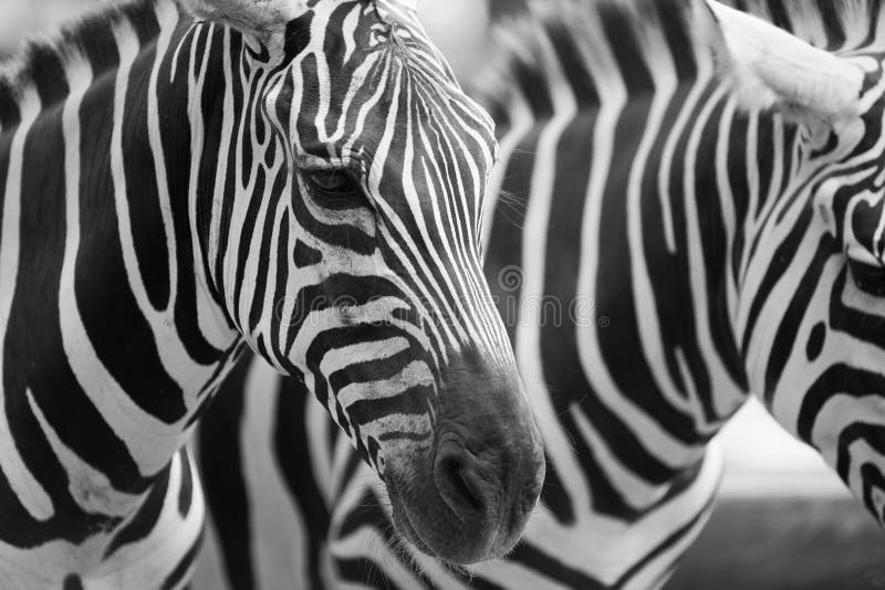 Lew, czarny i biały obraz stock. Obraz złożonej z czerń - 49581935