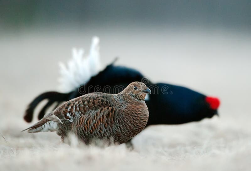 W Ciemno Ptaka Latający Ocean Otwarte Mewa Skrzydła Czarna Pardwa ...