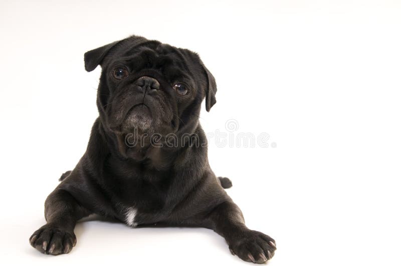 1,387 Czarny Mops zdjęć stockowych - bezpłatne i z licencją Royalty ...
