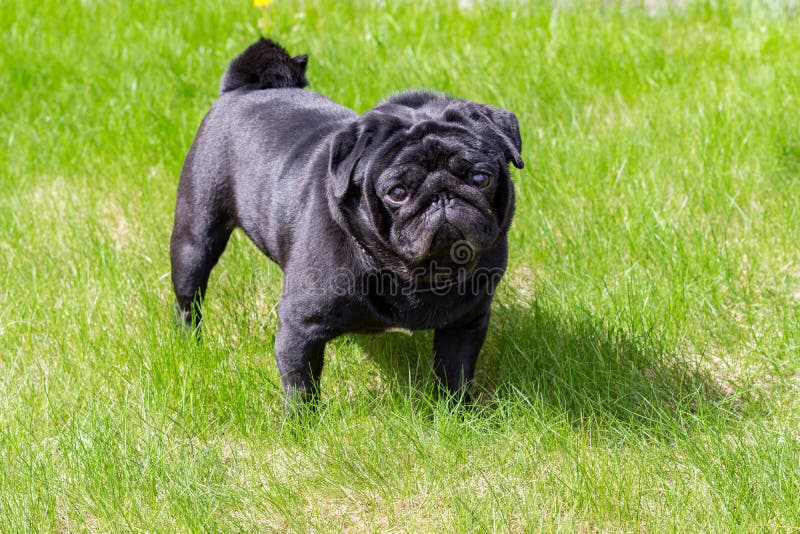 Czarny Mopsa Szczeniak W Trawie Obraz Stock - Obraz złożonej z mops ...