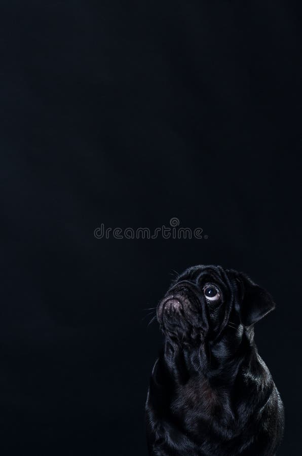 1,436 Czarny Mops zdjęć stockowych - bezpłatne i z licencją Royalty ...