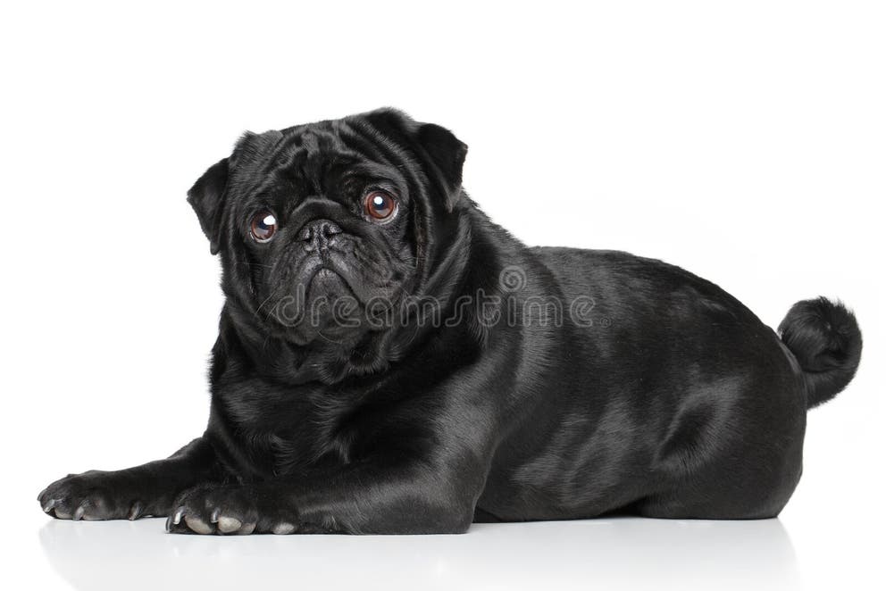 Czarny Mopsa Lying on the Beach Zdjęcie Stock - Obraz złożonej z mops ...