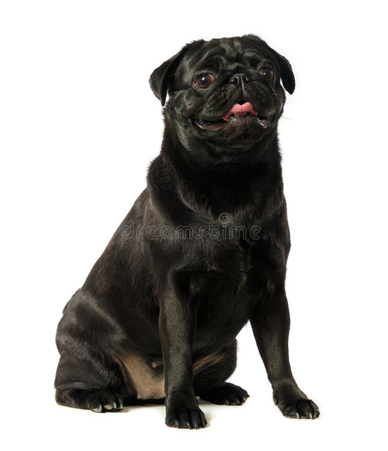 Czarny mopsa white zdjęcie stock. Obraz złożonej z white - 1400626