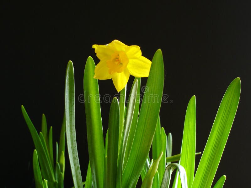 Czarny narcyz obraz stock. Obraz złożonej z wiosna, delikatnie - 2082069
