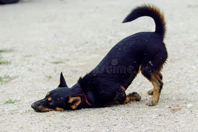 Czarny pies obraz stock. Obraz złożonej z podłoga, pies - 115015051