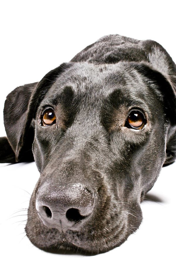 Pies z smutnymi oczami obraz stock. Obraz złożonej z śliczny - 31954231